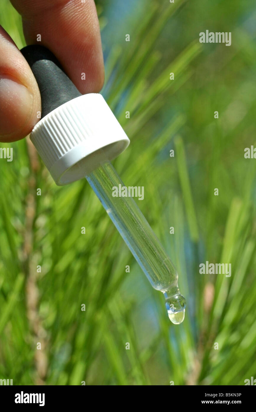 Pine essential oil. Pinus sp Stock Photo - Alamy
