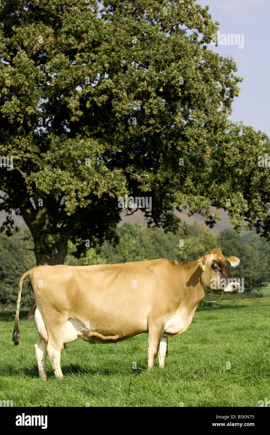 Breed of cow hi-res stock photography and images - Alamy