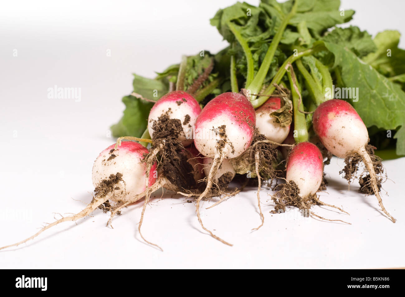 freshly picked radish's Stock Photo - Alamy