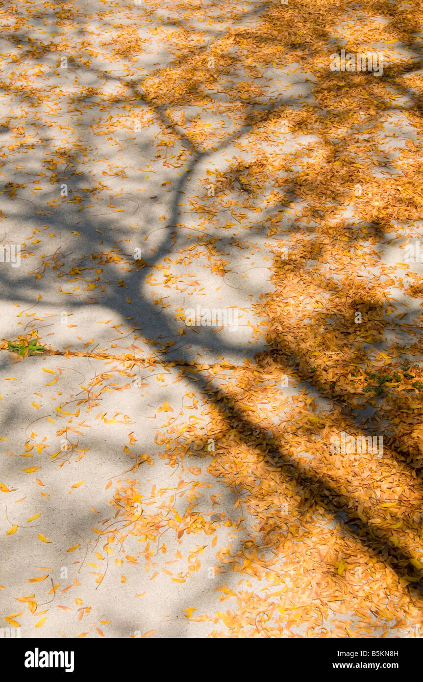 Lean tree shadows and leaves in autumn Stock Photo - Alamy
