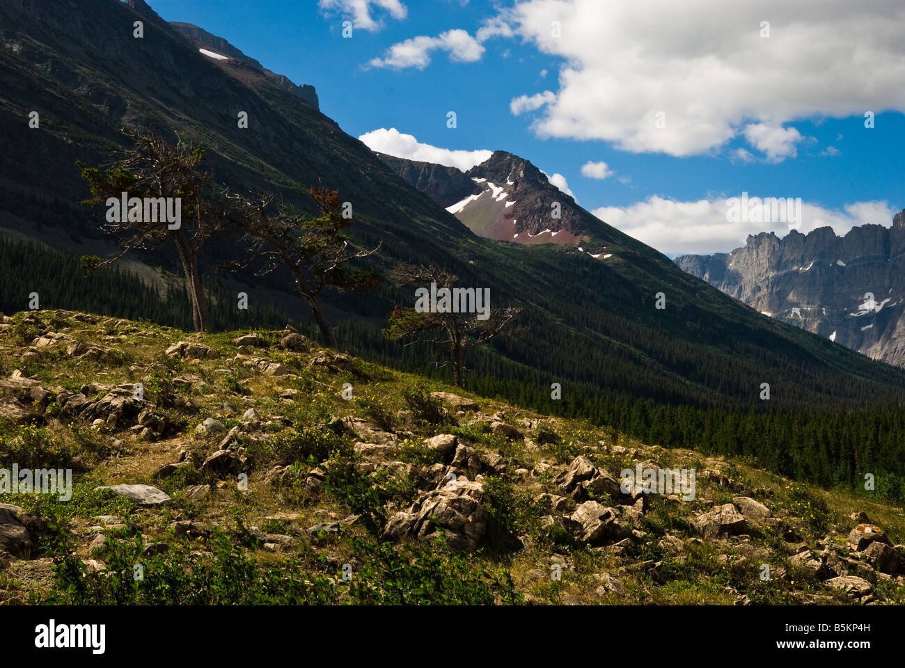 Old spruce trees on mountain slope in the many glacier region of ...