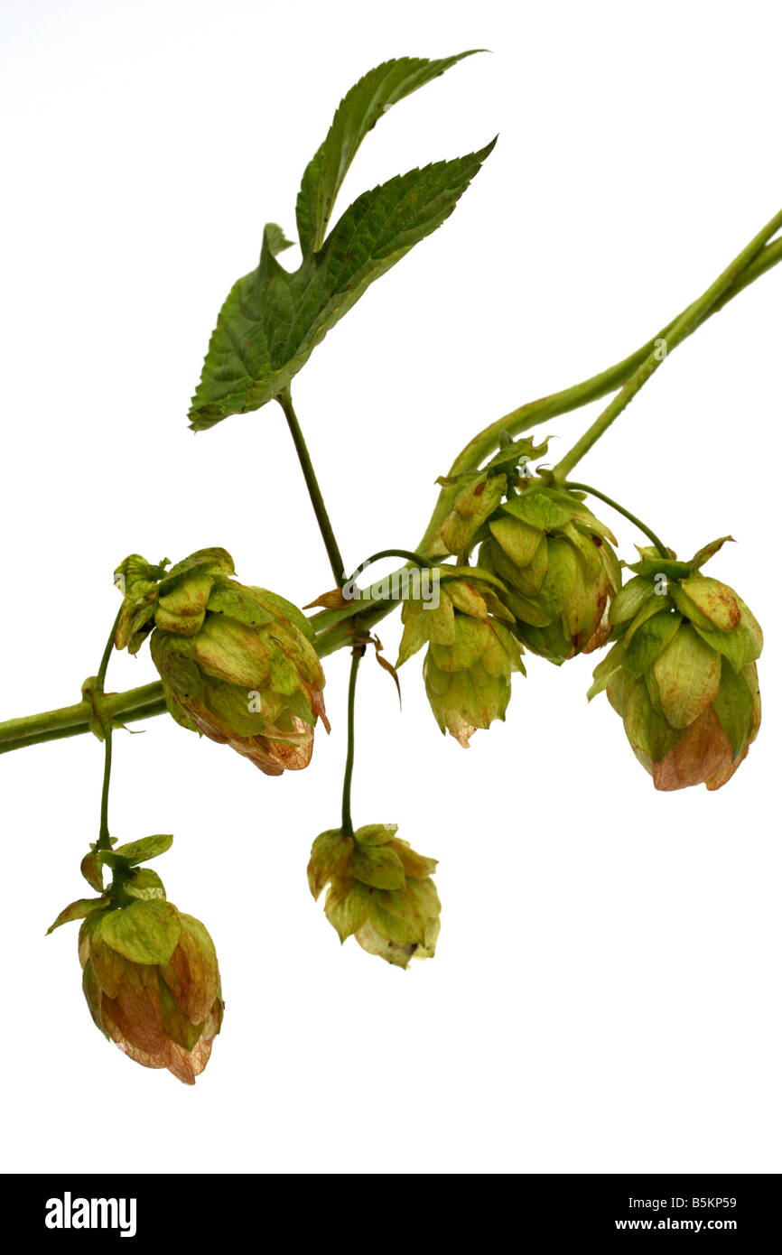 Wild hops plant hi-res stock photography and images - Alamy