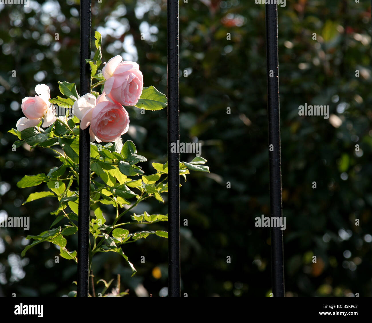 Pink Roses and Iron Bars Stock Photo - Alamy