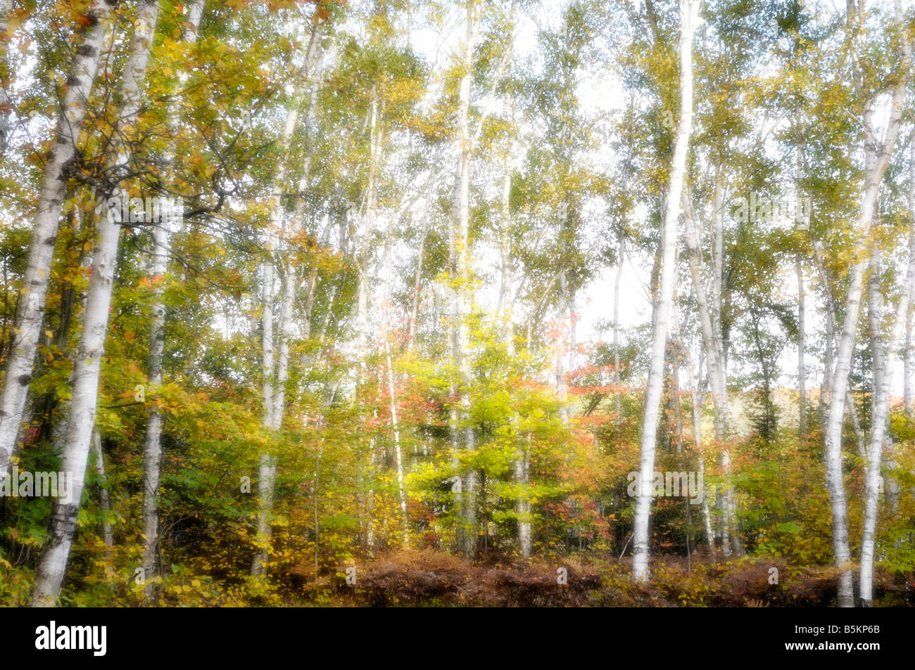 Northern birches hi-res stock photography and images - Alamy