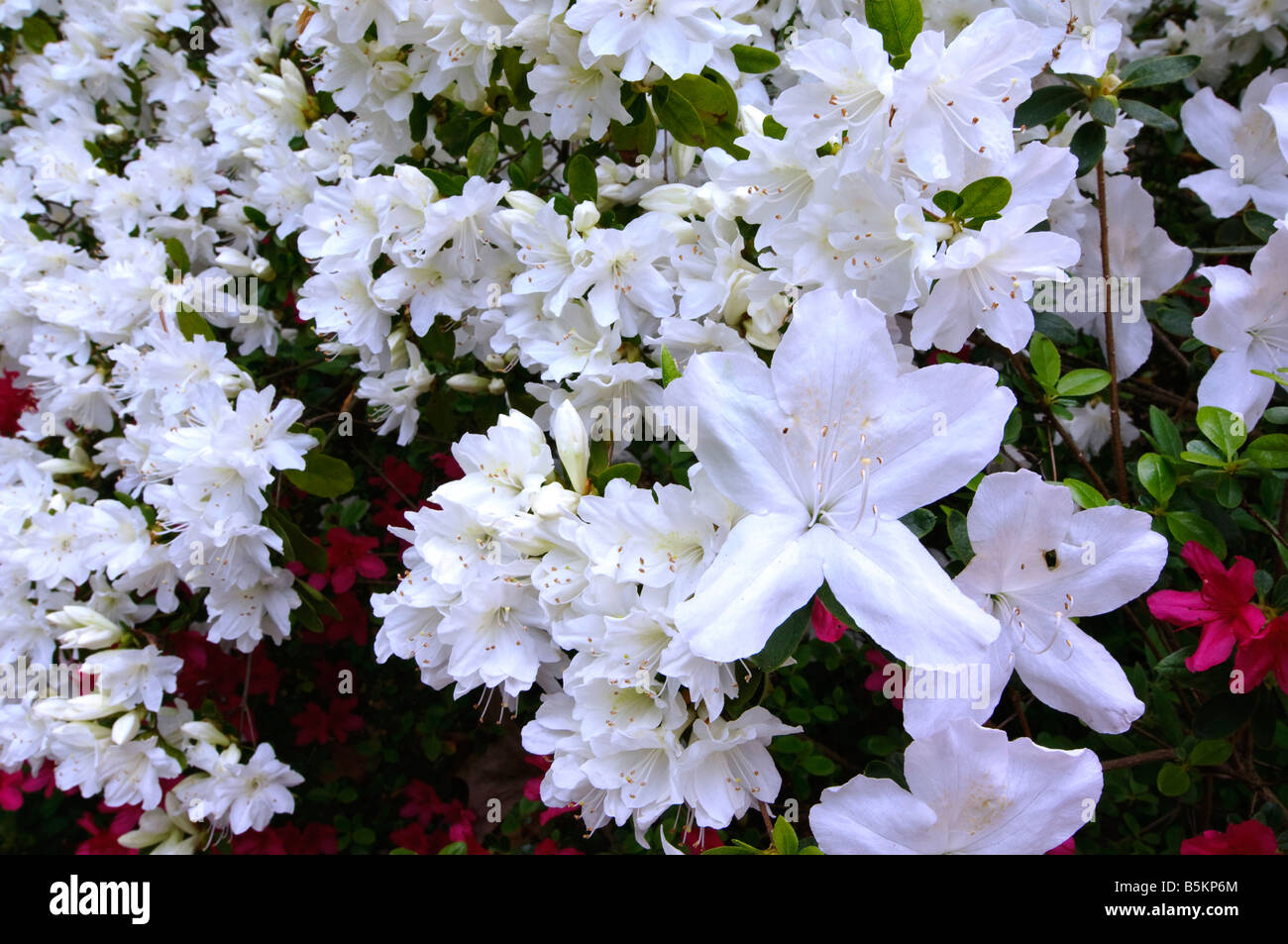 Assorted bushes hi-res stock photography and images - Alamy