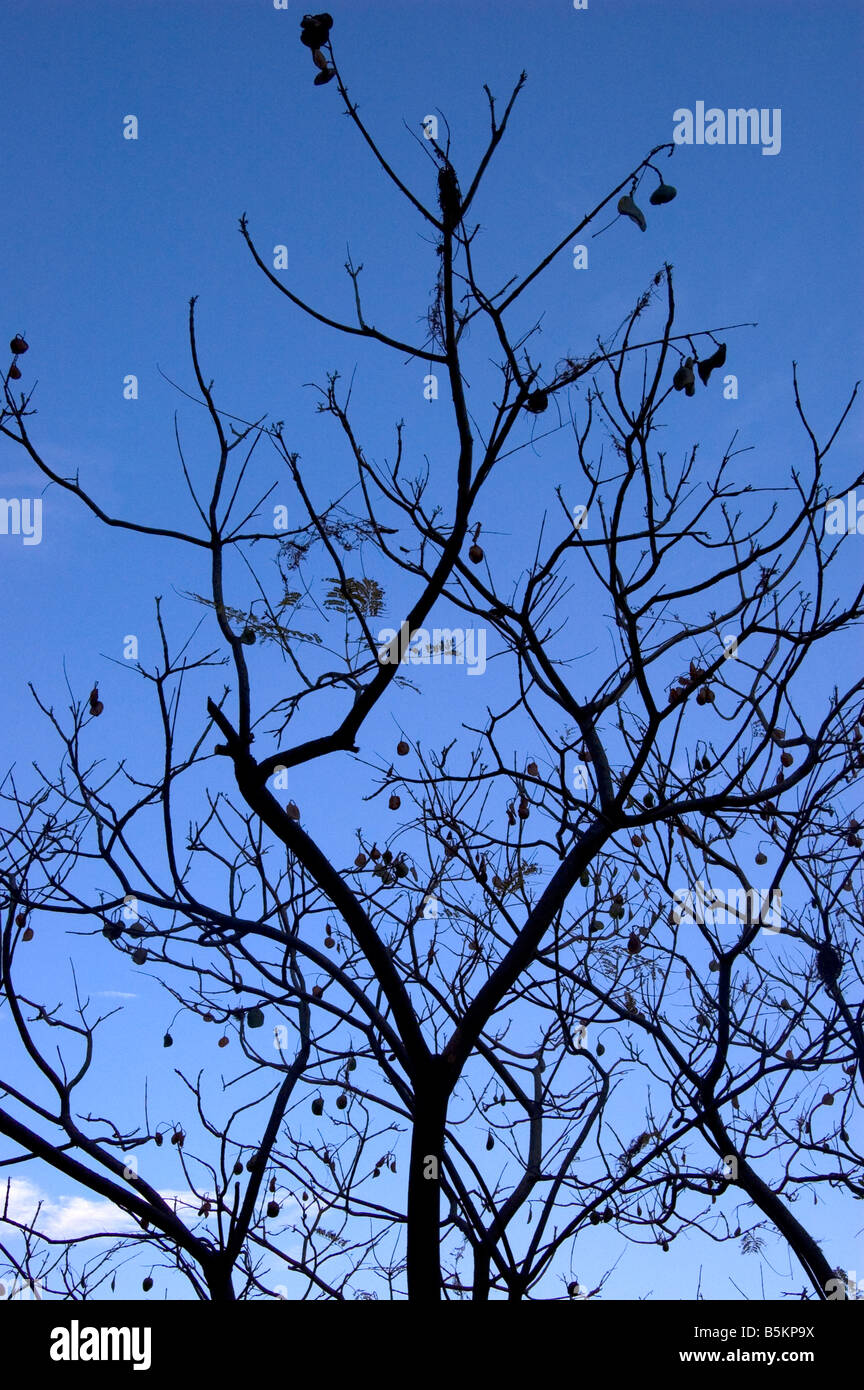 branches of tree backlit against blue sky Stock Photo - Alamy