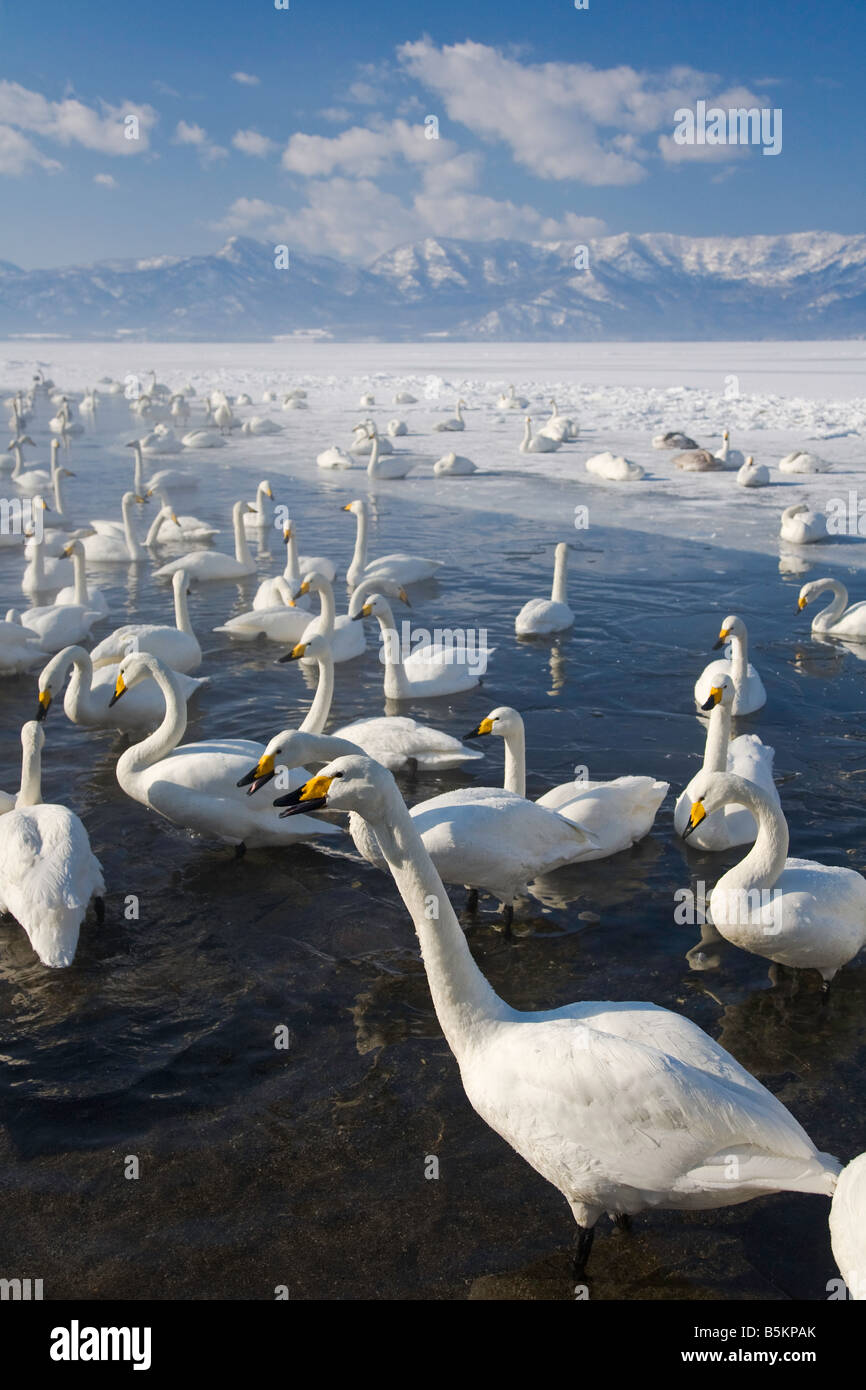 Whooper swans on lake kussharo hi-res stock photography and images - Alamy