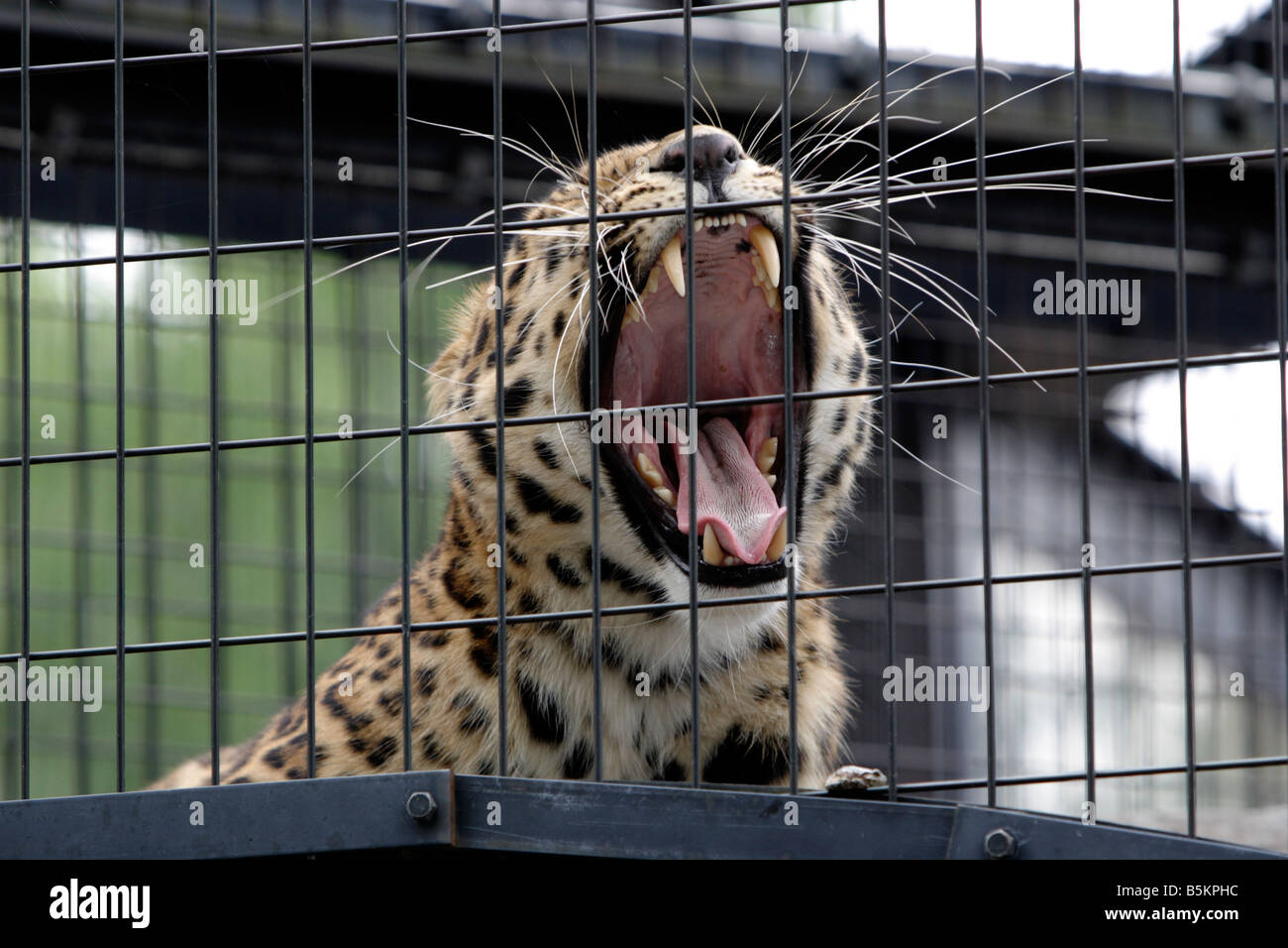Leopard in Asahiyama Zoo Hokkaido Japan Stock Photo - Alamy
