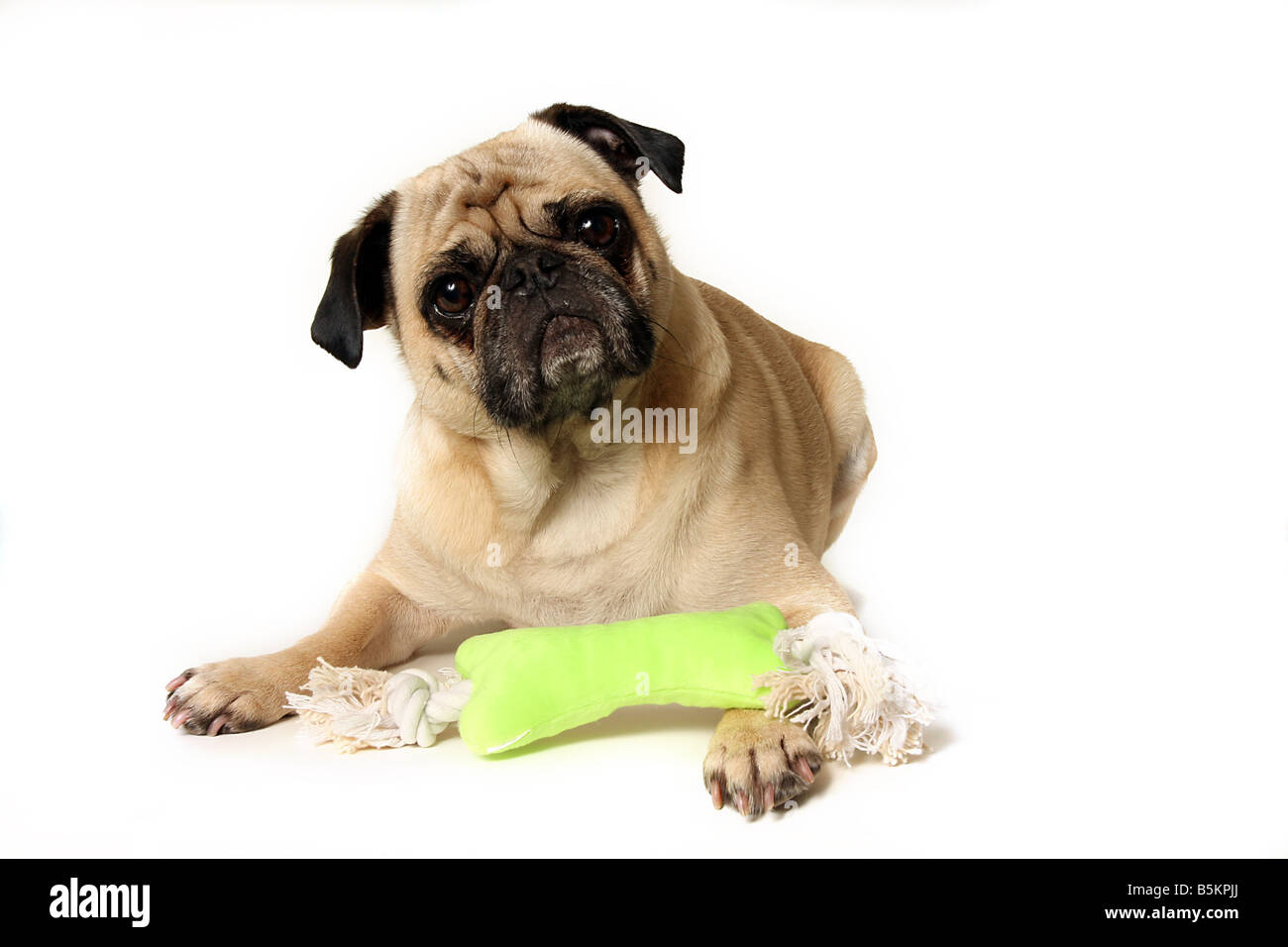 Cheerful pug Cut Out Stock Images & Pictures - Alamy