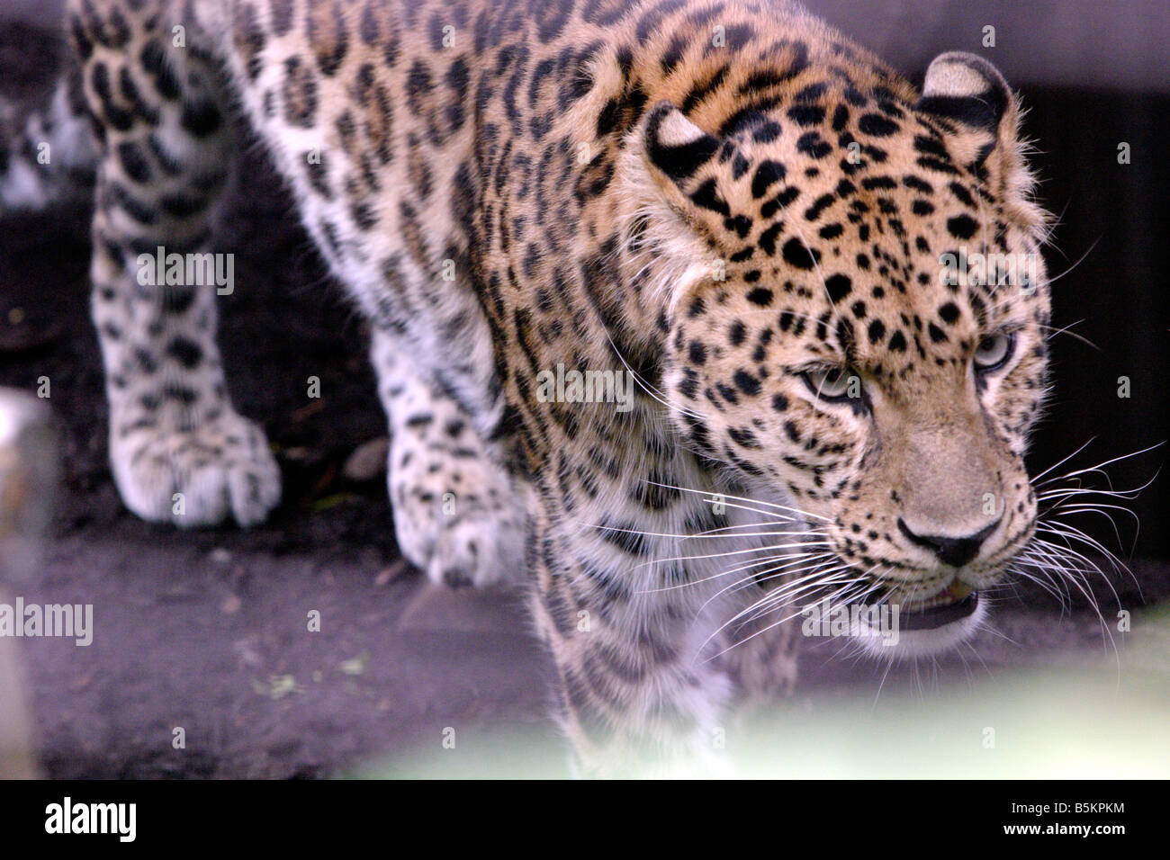 Japan Leopard Hd Wallpapers