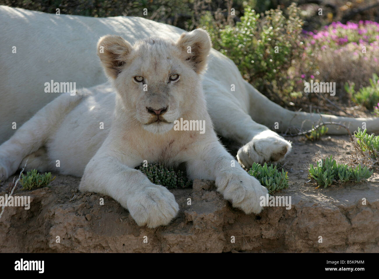 White Lion cub Stock Photo - Alamy