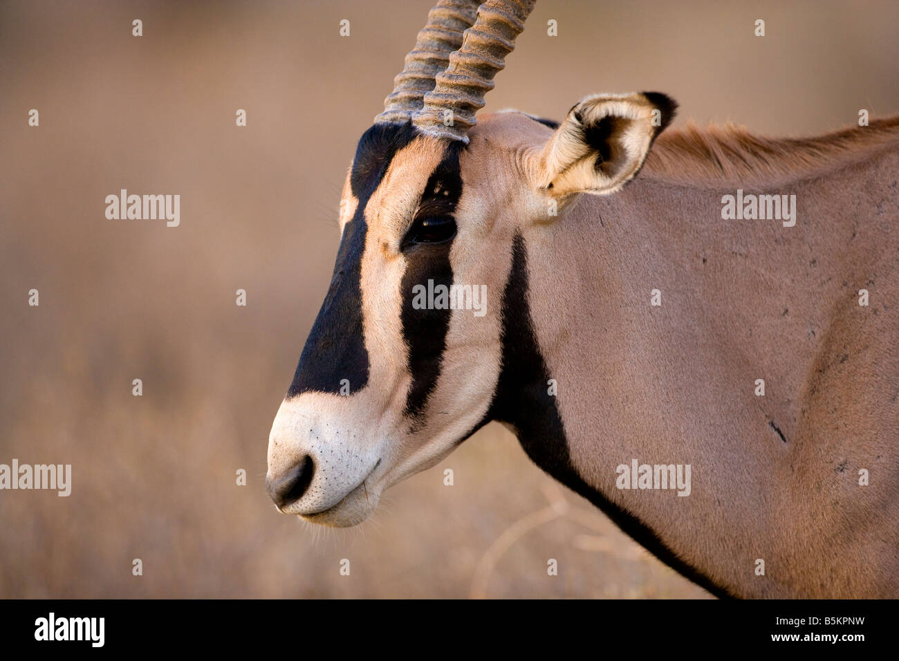 Oryx beisa beisa hi-res stock photography and images - Alamy