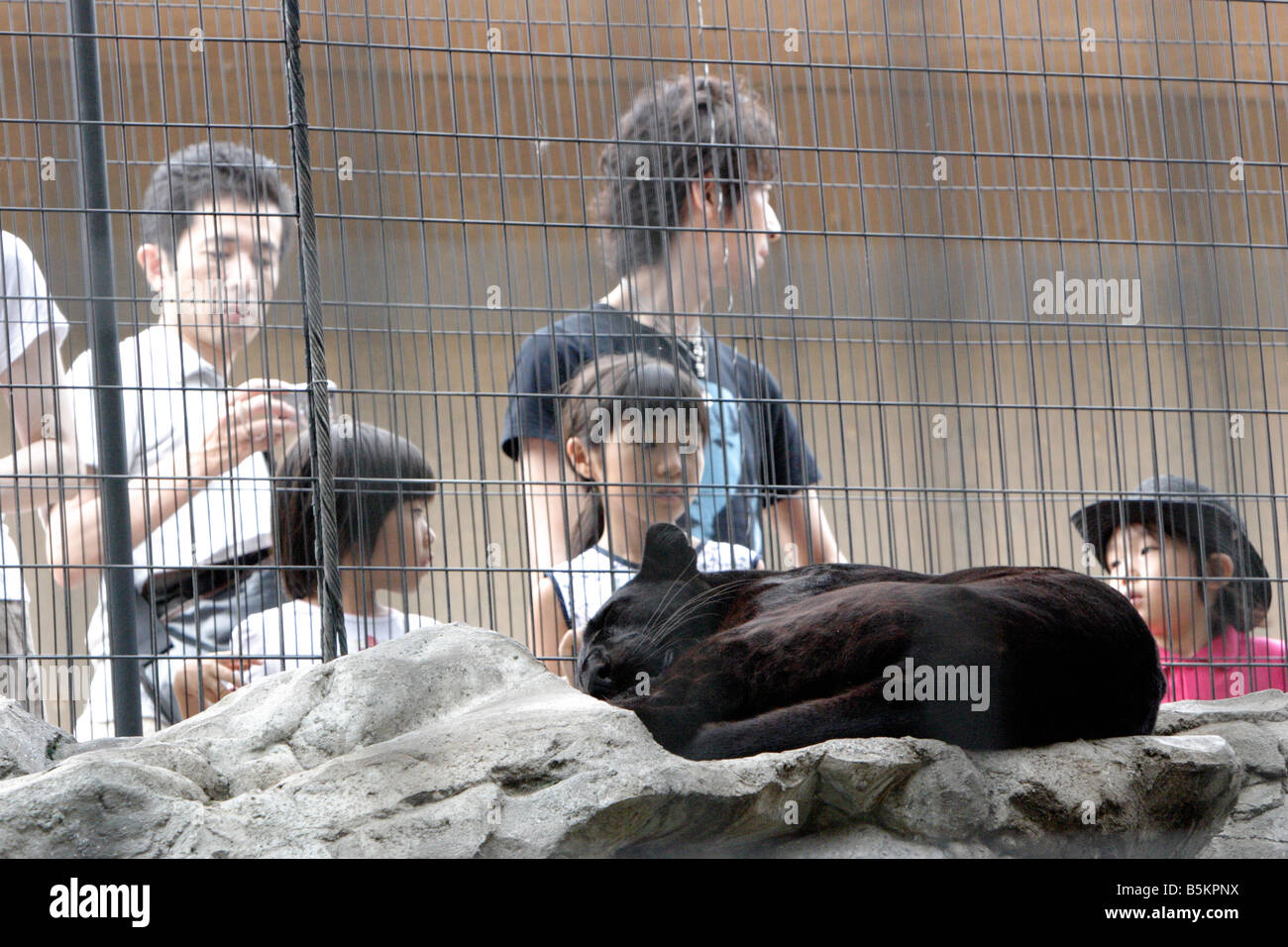 Black panther in zoo in hi-res stock photography and images - Alamy