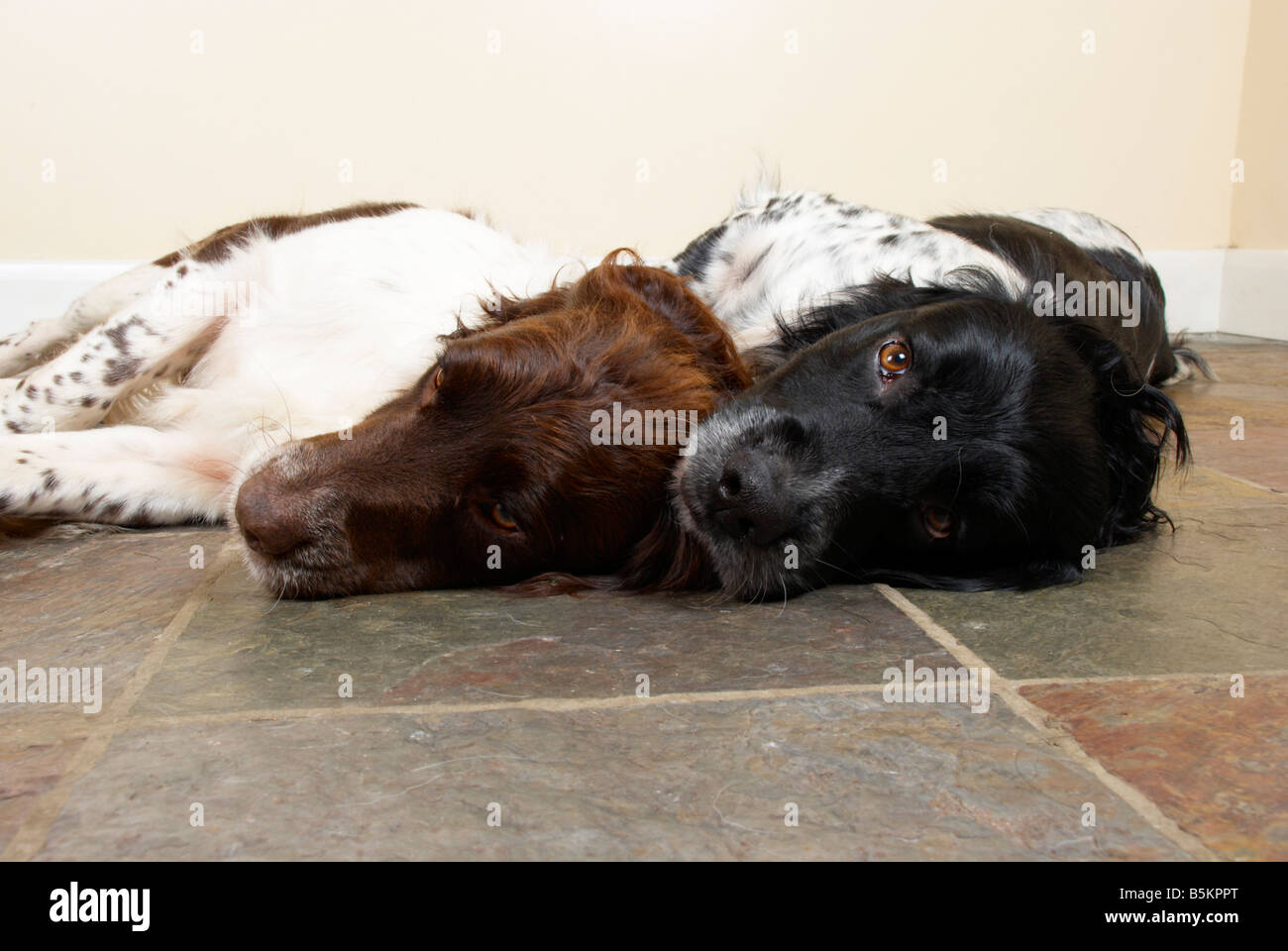 English springer spaniels (working gun dogs Stock Photo - Alamy