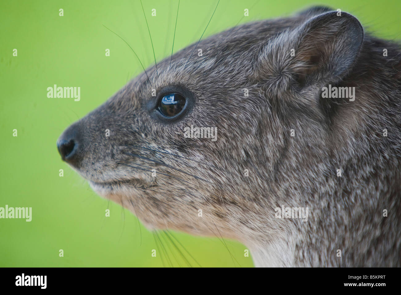 Hyracoidea hi-res stock photography and images - Alamy