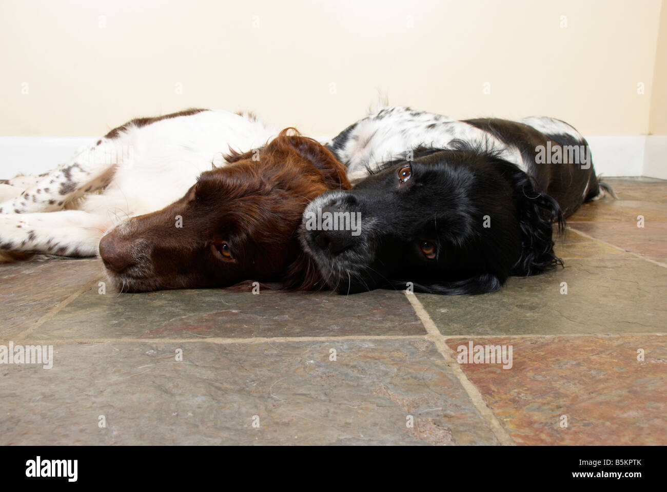 Dog working lines hi-res stock photography and images - Alamy