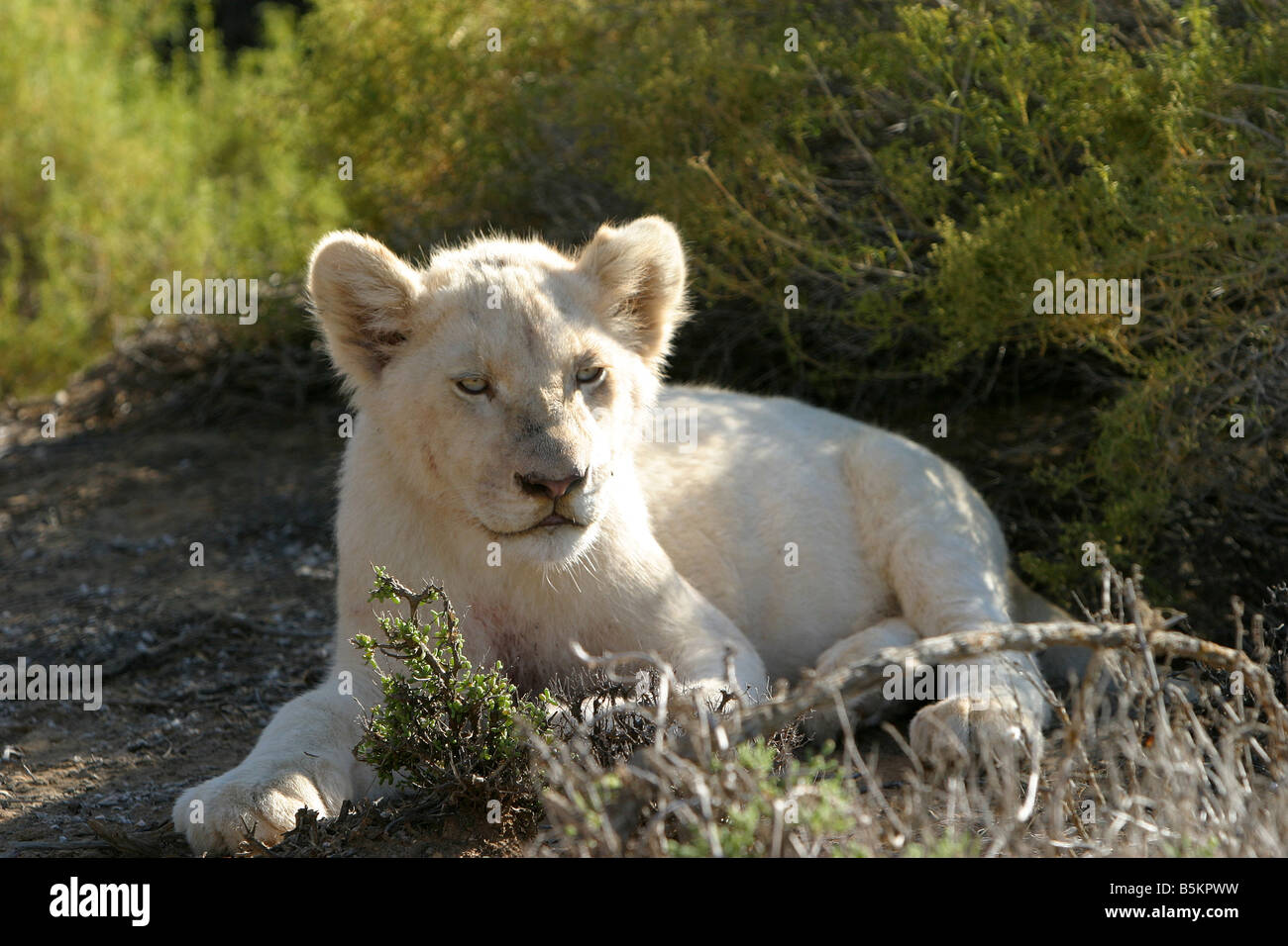 White Lion cub Stock Photo - Alamy
