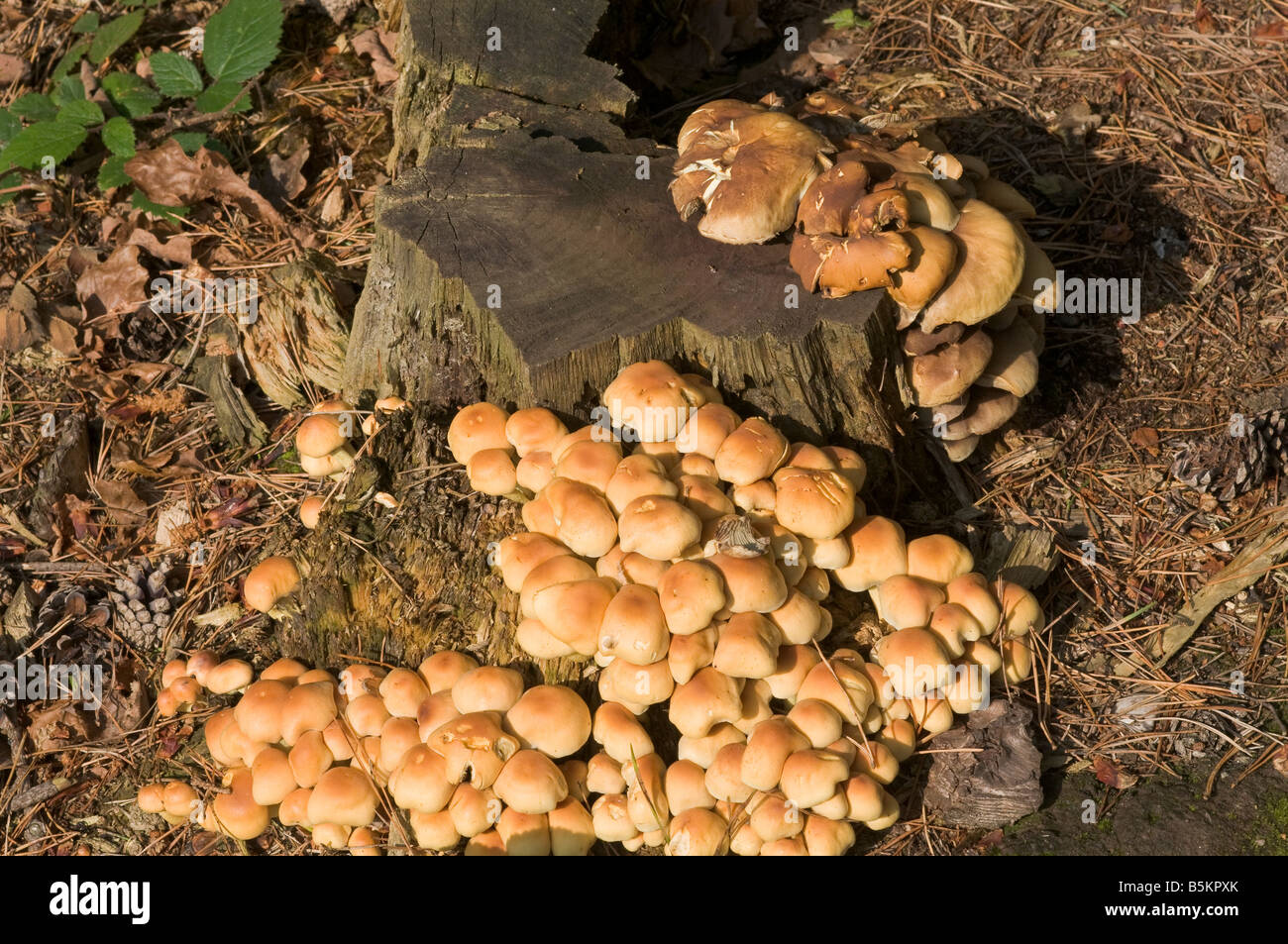 mushrooms growing wild in the countryside Stock Photo - Alamy