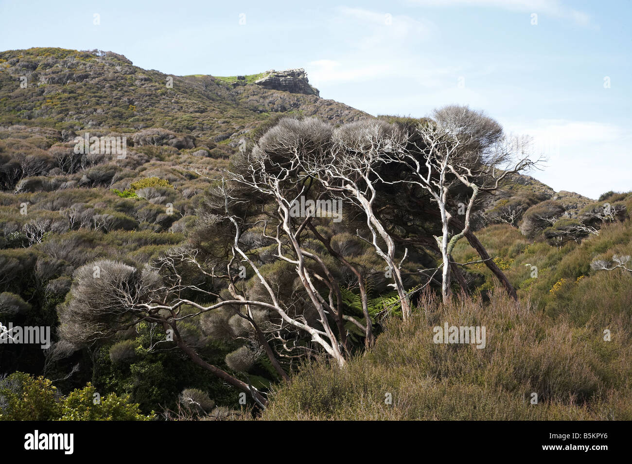 Sculptured trees hi-res stock photography and images - Alamy