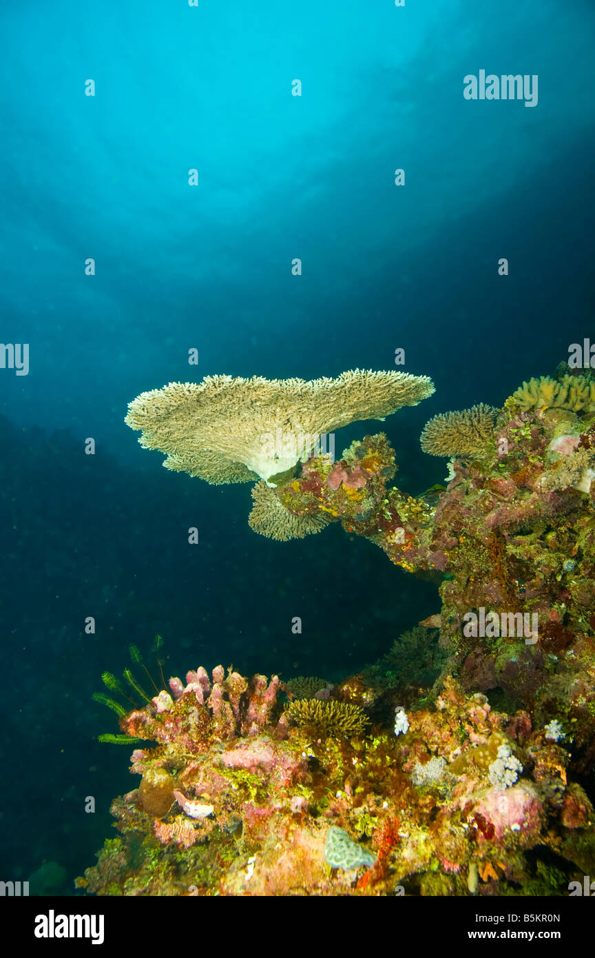 coral varieties of great barrier reef during night dive Stock Photo - Alamy