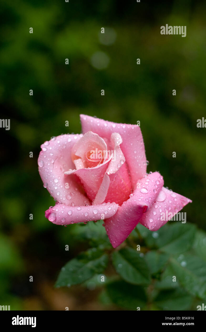 Rose of texas hi-res stock photography and images - Alamy