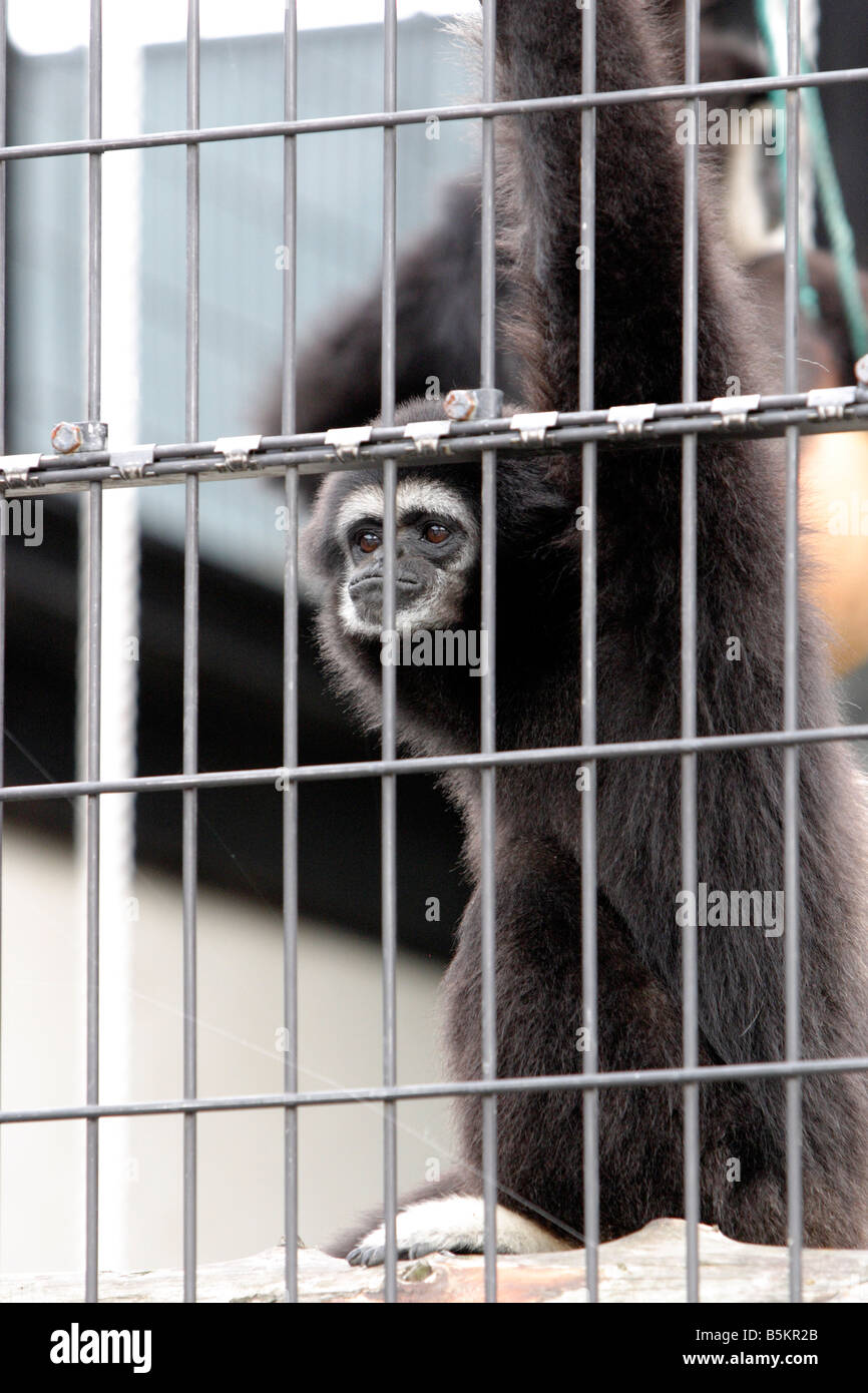 Gibbon in Asahiyama Zoo Hokkaido Japan Stock Photo - Alamy