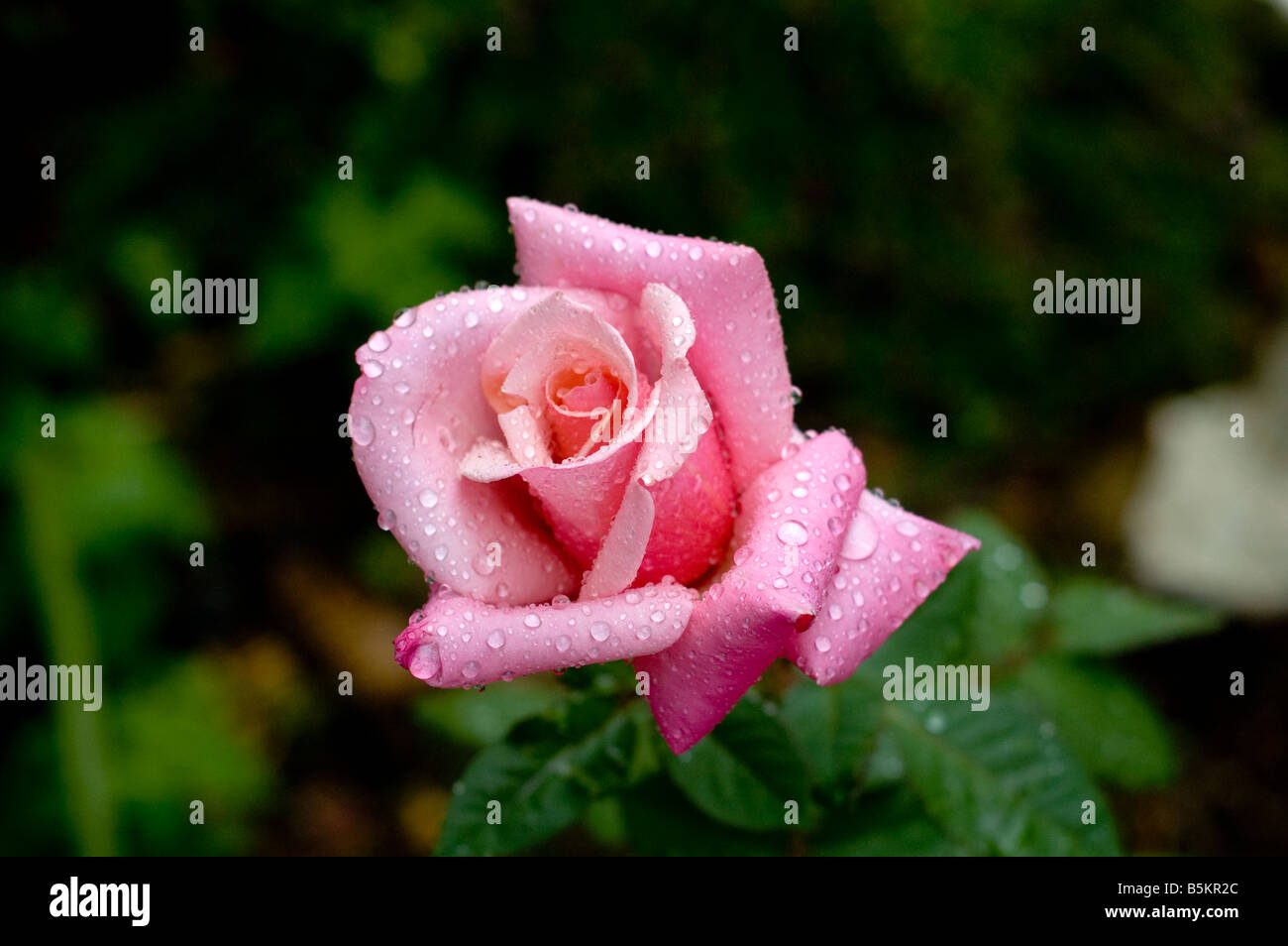 Rose of Texas Stock Photo - Alamy