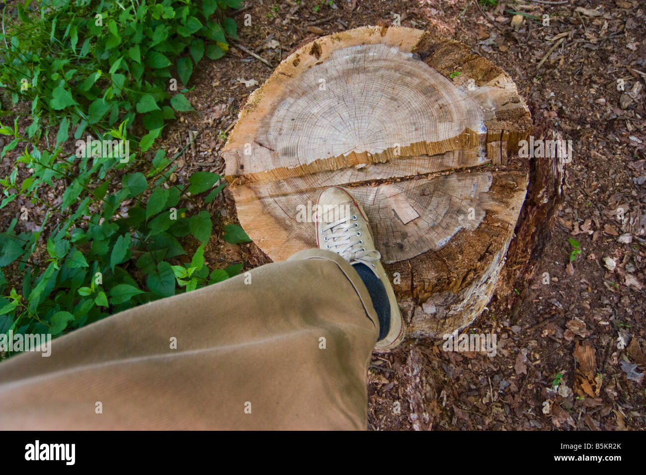 Close up of a man s foot on a tree stump MODEL RELEASED Stock Photo - Alamy