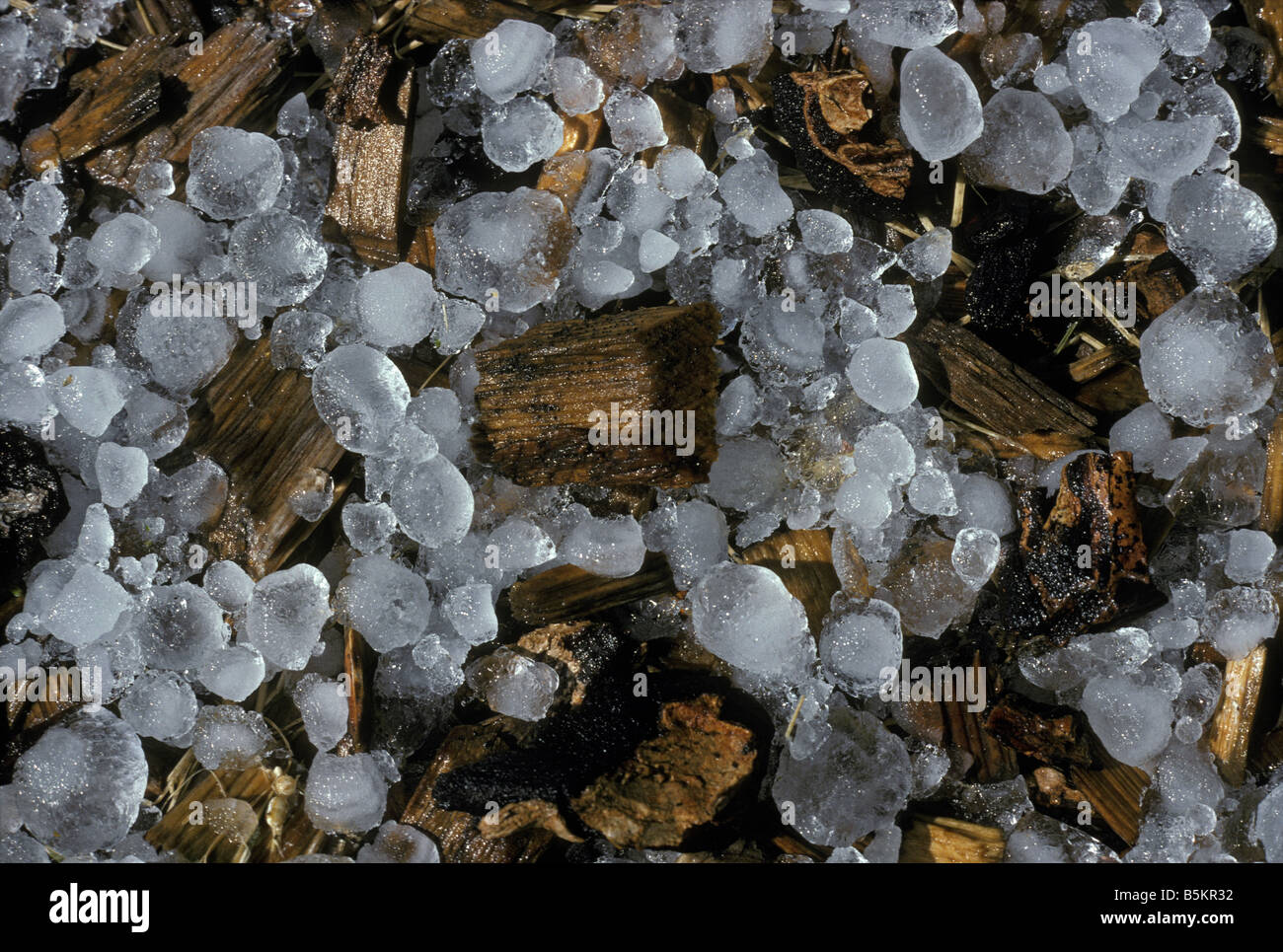 Close up of various sizes of freshly fallen hail stones on wood chips ...