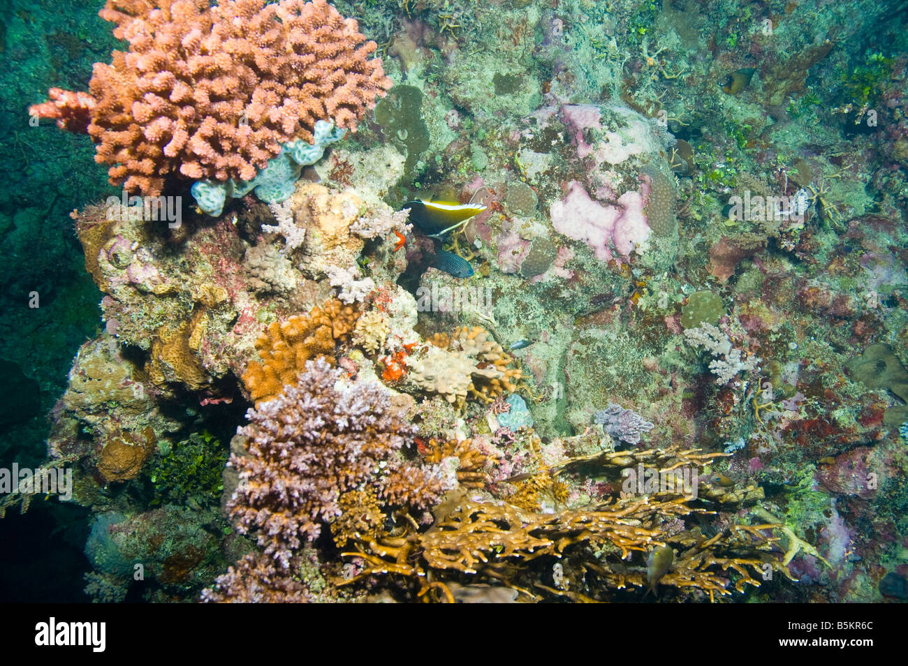 coral and fish varieties of great barrier reef during night dive Stock ...