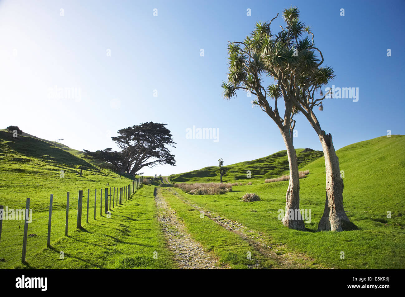 Cabbage Trees and Farmland Cape Farewell Nelson Region South Island New ...