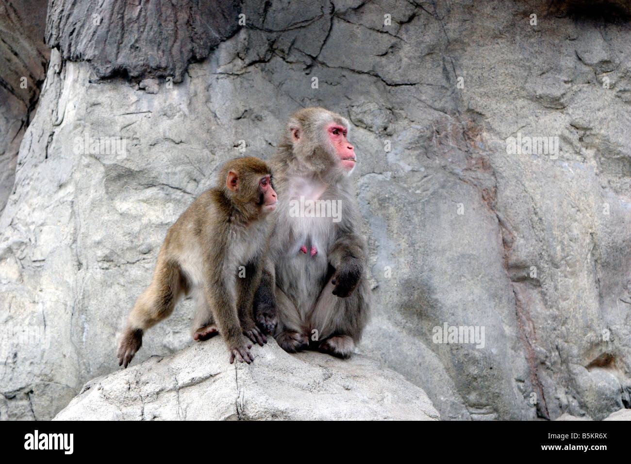 Japanese monkeys in Asahiyama Zoo Hokkaido Japan Stock Photo - Alamy