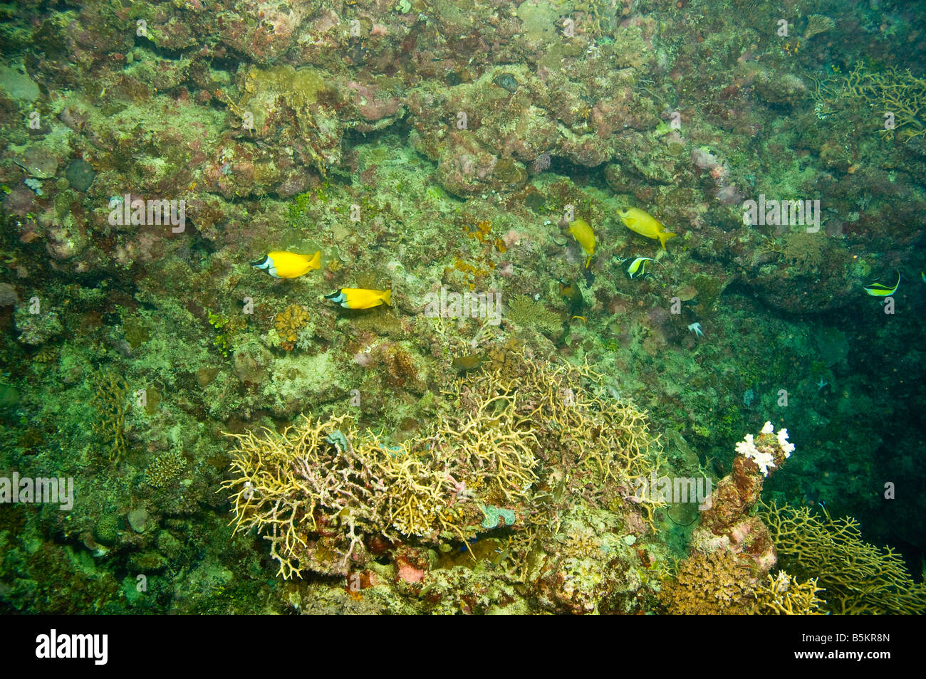 fish and coral varieties of great barrier reef during night dive Stock ...