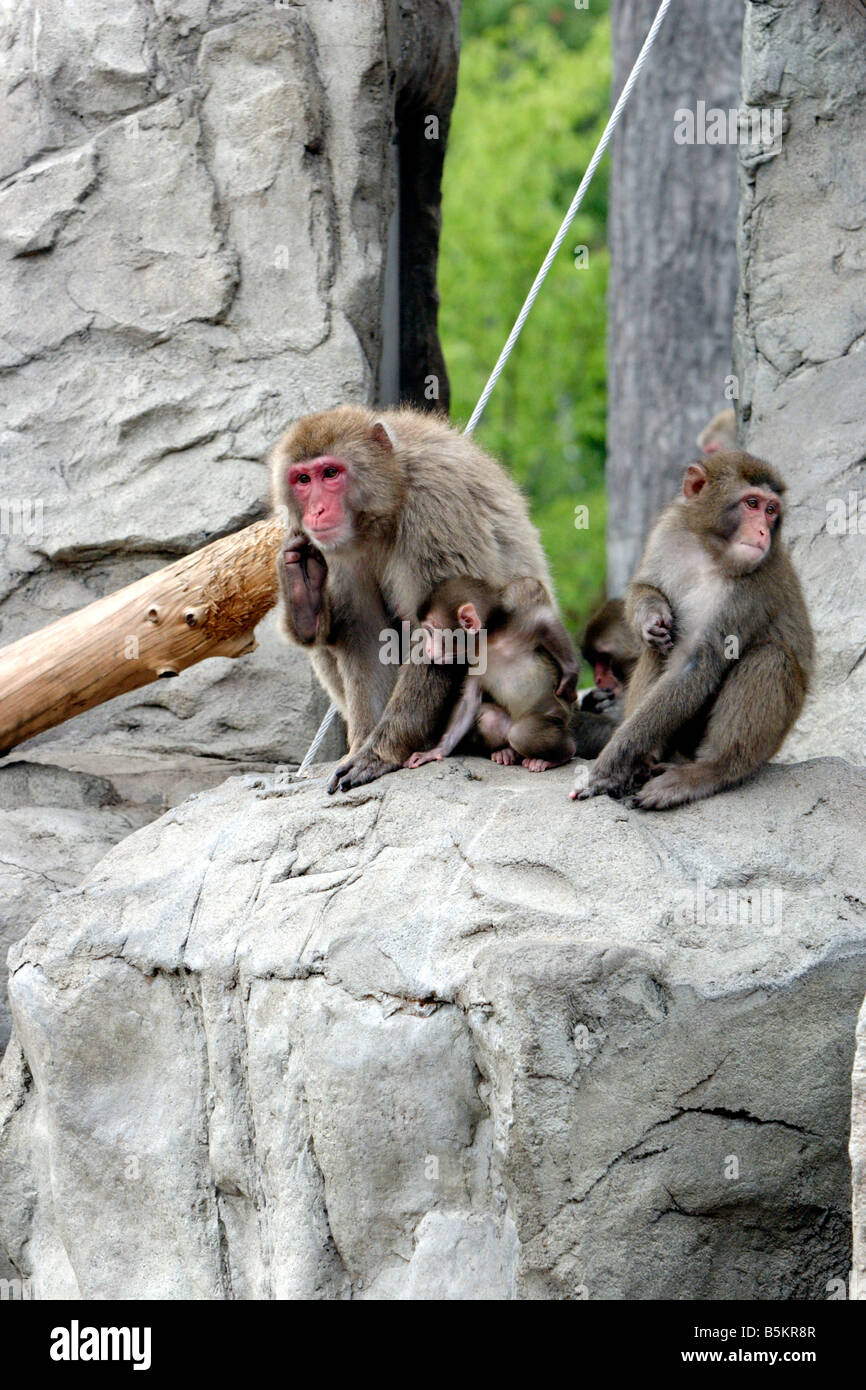 Japanese monkeys in Asahiyama Zoo Hokkaido Japan Stock Photo - Alamy