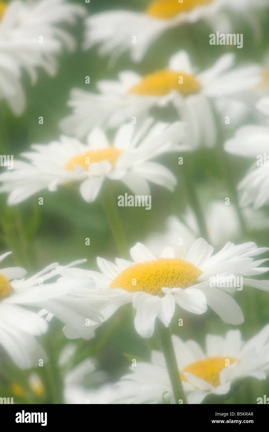 Soft spring hi-res stock photography and images - Alamy