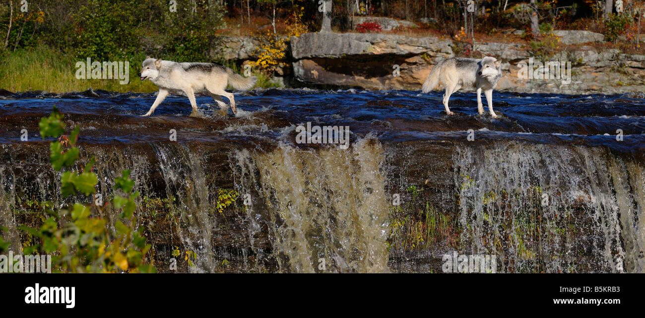 Panorama of Gray Wolves crossing a river above a waterfall on the ...