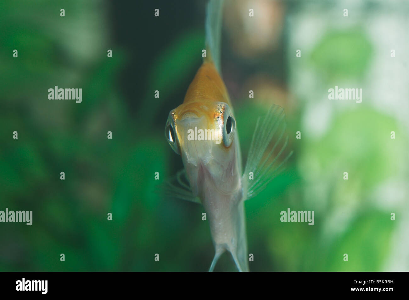 Angelfish head on in tropical aquarium. UK Stock Photo - Alamy