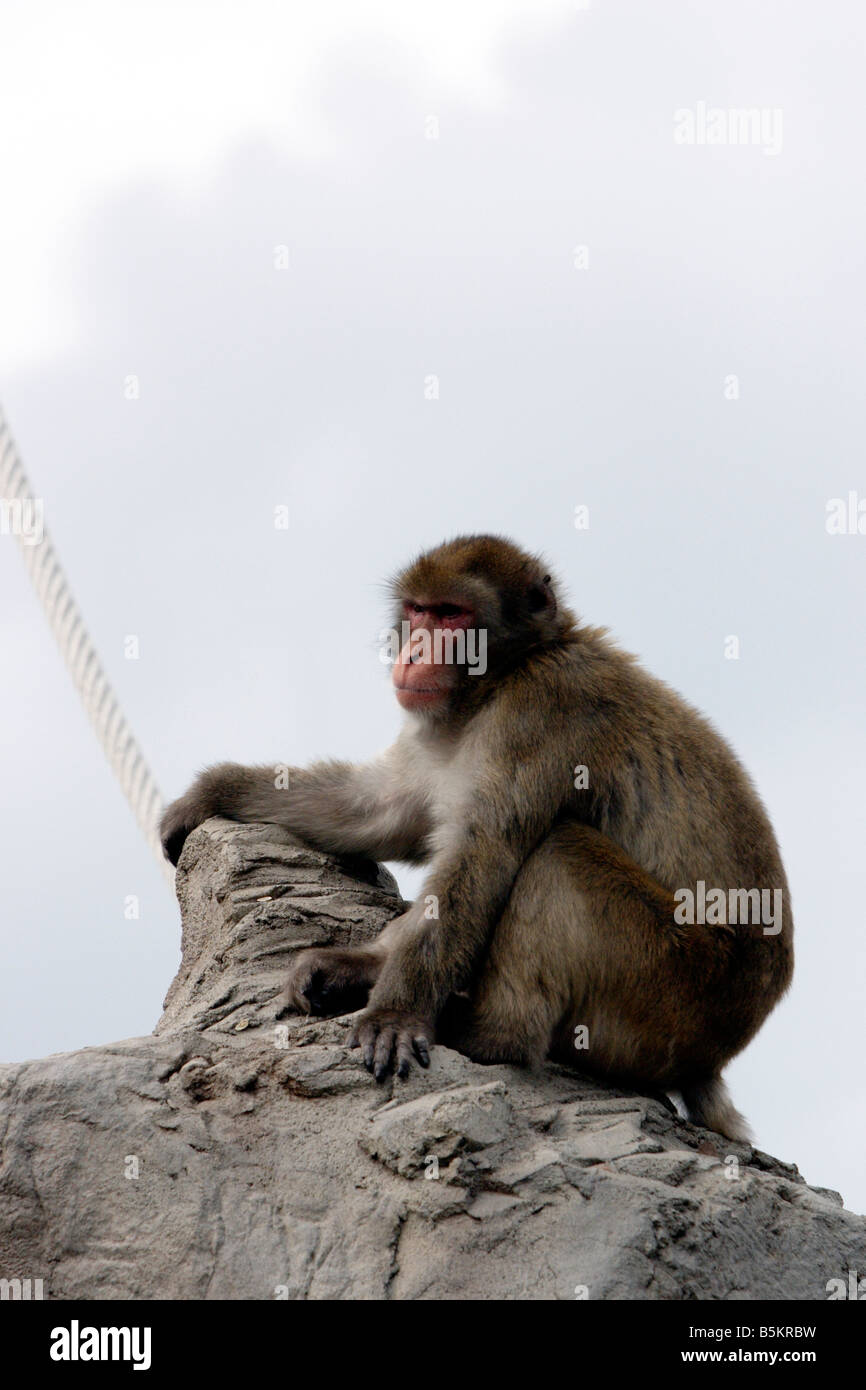 Japanese monkey in Asahiyama Zoo Hokkaido Japan Stock Photo - Alamy