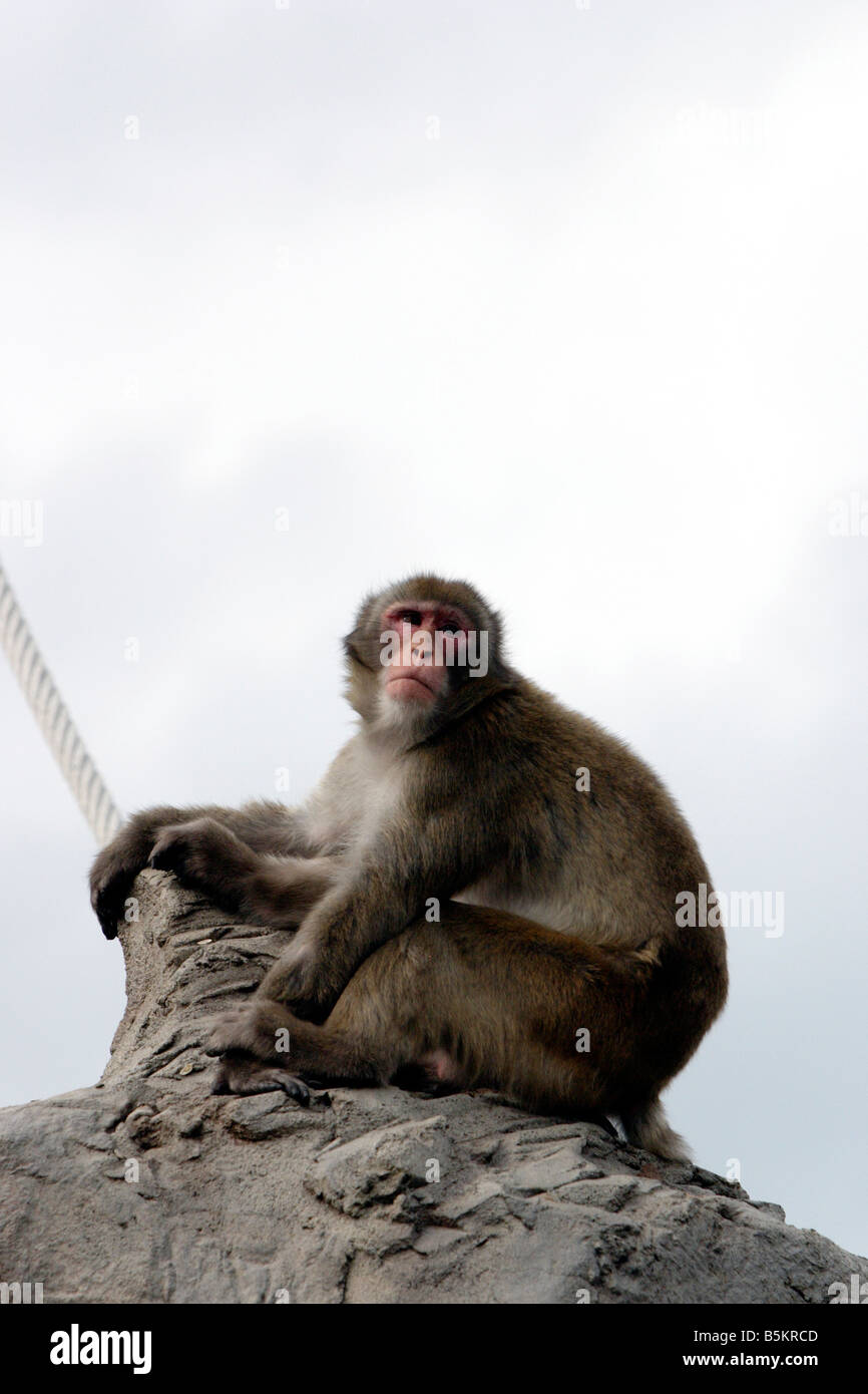 Japanese monkey in Asahiyama Zoo Hokkaido Japan Stock Photo - Alamy
