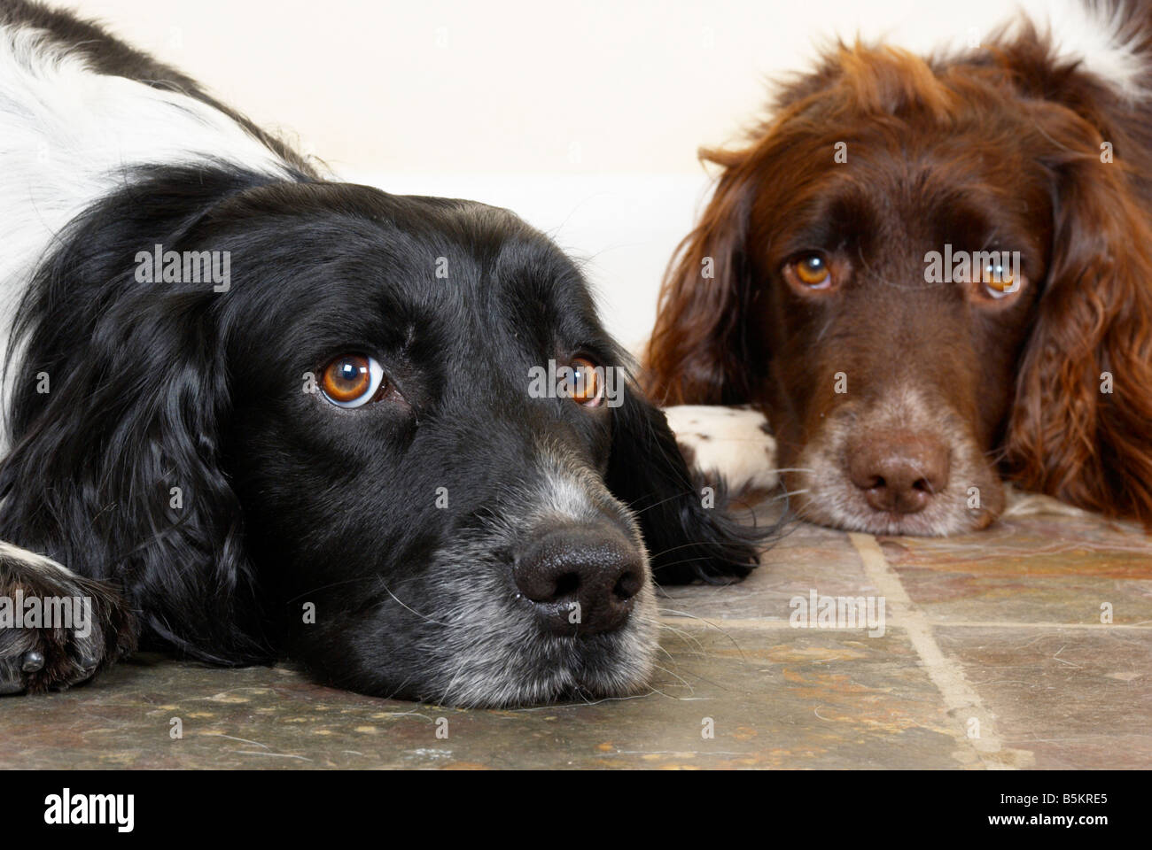 English springer spaniels (working gun dogs Stock Photo - Alamy