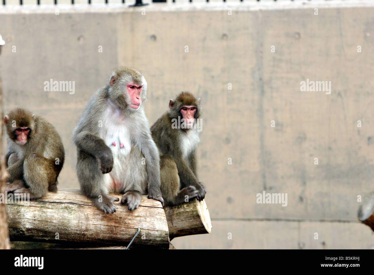 Japanese monkeys hi-res stock photography and images - Alamy