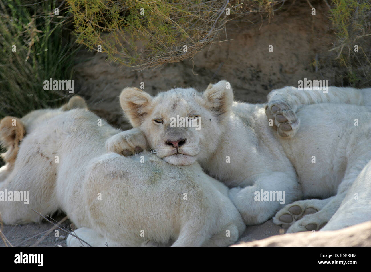 White Lion cubs Stock Photo - Alamy