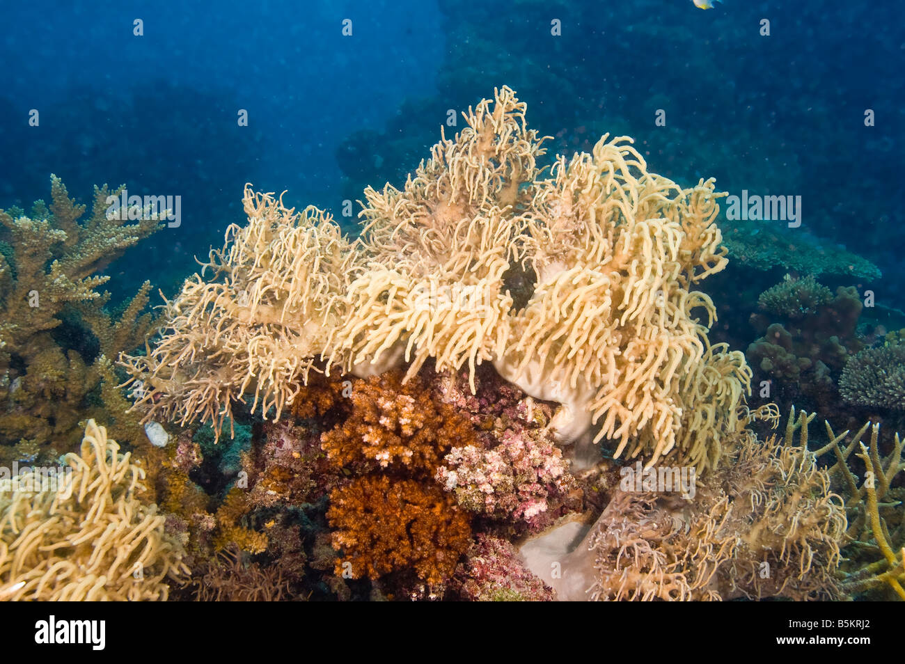 Leather finger coral hi-res stock photography and images - Alamy
