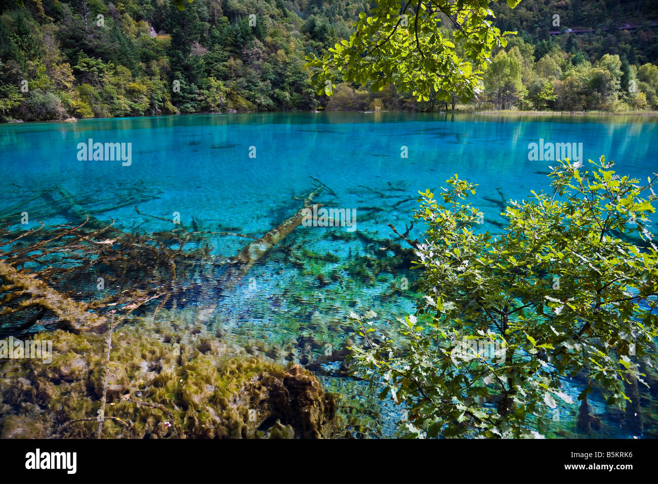 Fallen trees submerged in Five Flower Multi-Coloured or Colourful Lake ...
