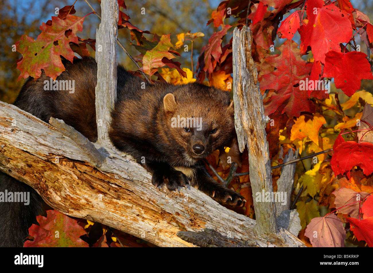 Fisher or North American Marten climbing down a dead tree stump with ...