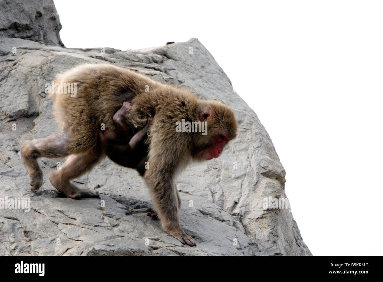 Japanese monkeys in Asahiyama Zoo Hokkaido Japan Stock Photo - Alamy