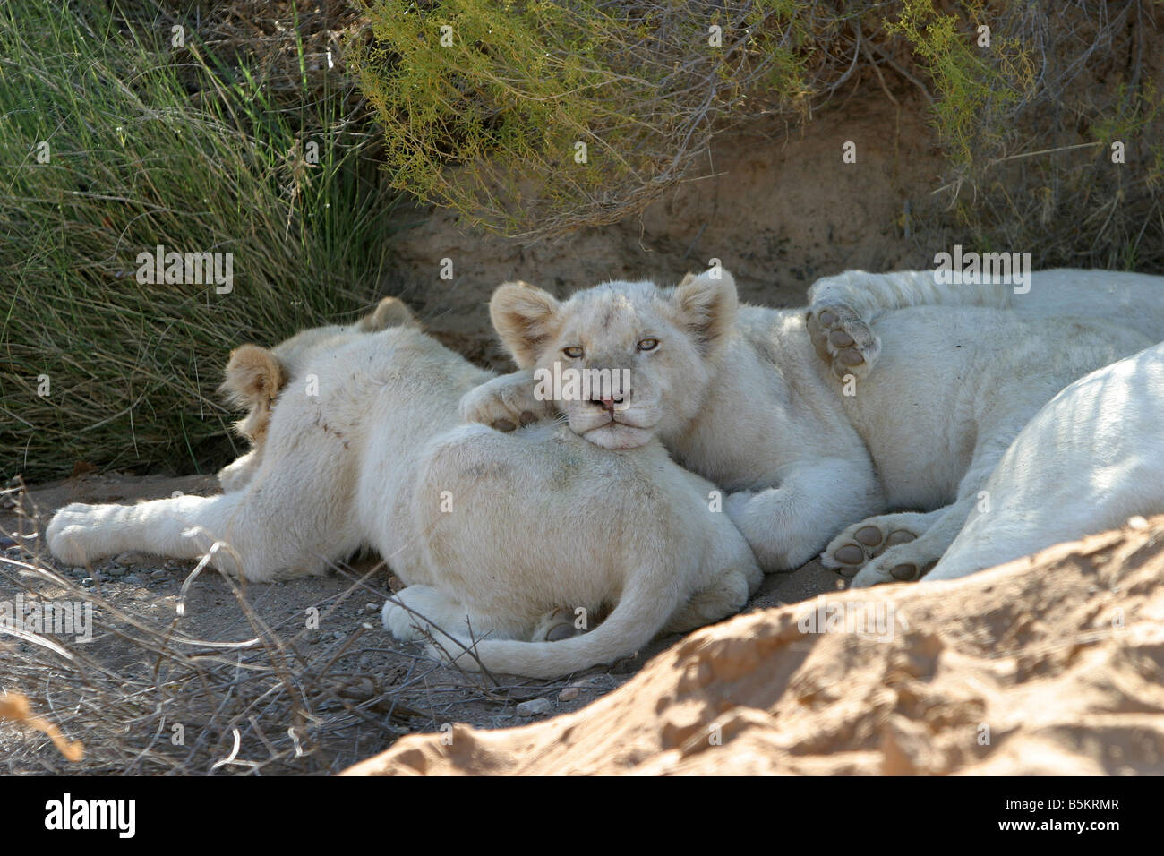 White Lion cubs Stock Photo - Alamy