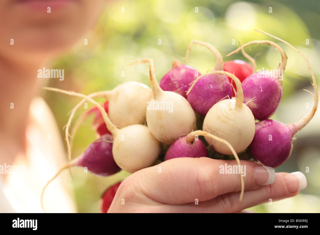Raddish radish raddishes radishes vegetable vegetables food hi-res ...