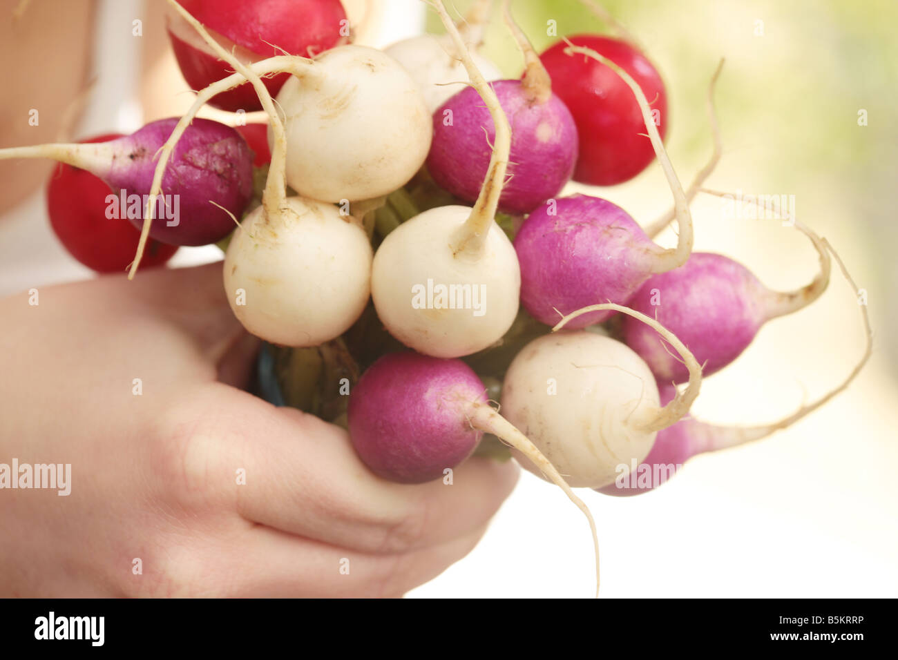 Raddish radish raddishes radishes vegetable vegetables food hi-res ...