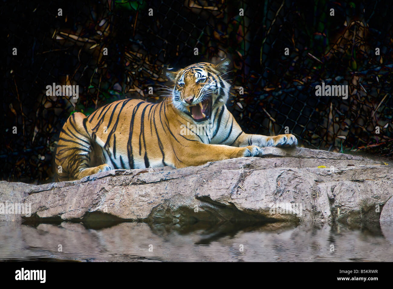 Malayan female tiger lying on rocky ledge above water Stock Photo - Alamy